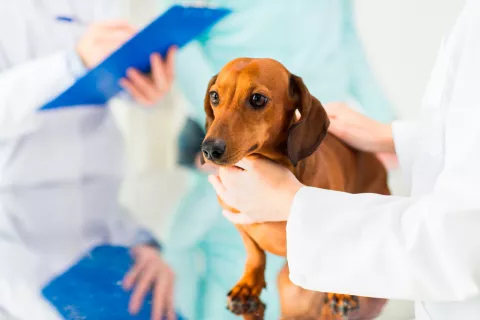 Cáncer En Perros Y Gatos: Cómo Detectarlo Temprano Y Qué Tratamientos ...