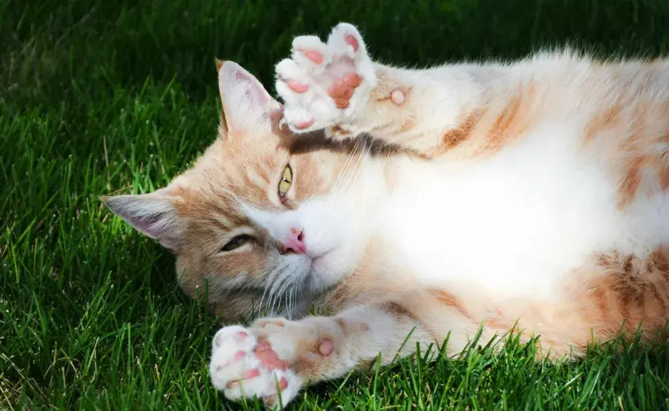 ¿Por Qué Los Gatos Amasan Con Las Patas? Descubre El Significado De ...